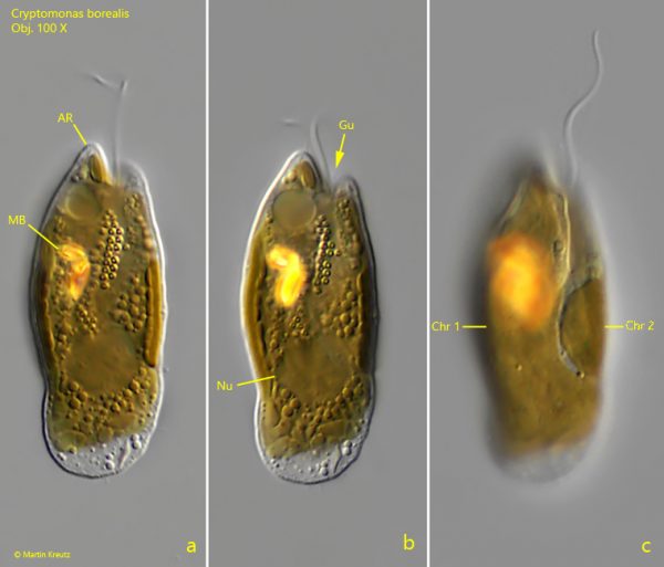 Cryptomonas borealis – Real Micro Life