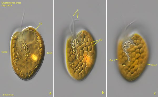 Cryptomonas erosa – Real Micro Life