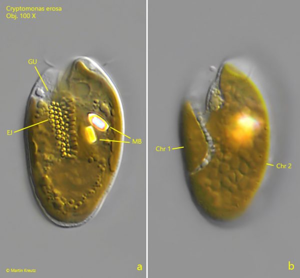 Cryptomonas erosa – Real Micro Life