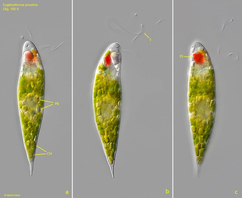 Euglenaformis proxima – Real Micro Life