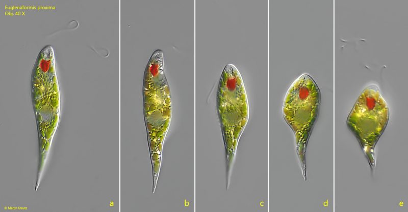 Euglenaformis proxima – Real Micro Life