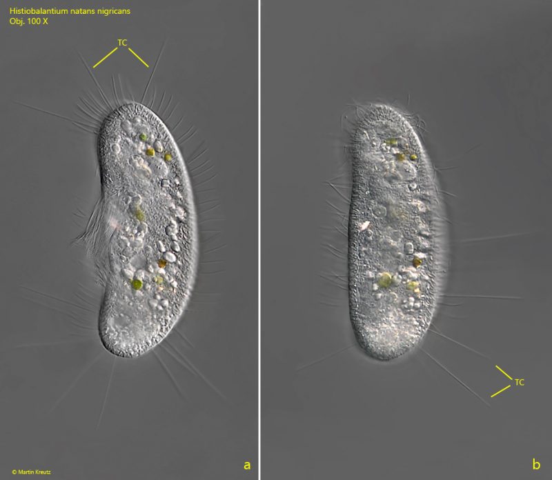Histiobalantium natans – Real Micro Life
