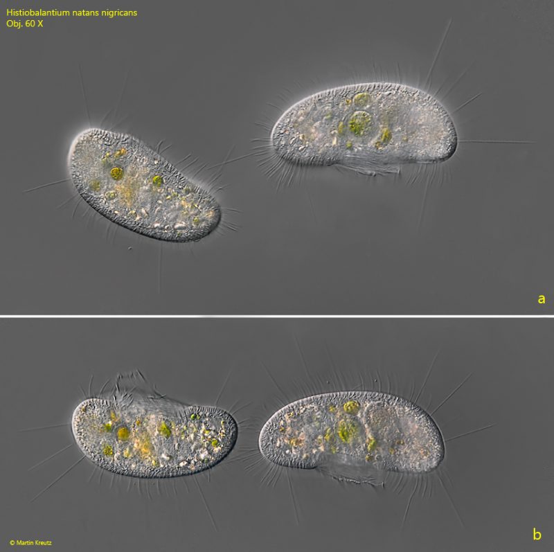 Histiobalantium natans – Real Micro Life