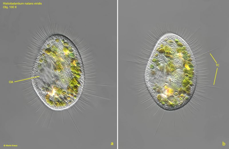 Histiobalantium natans – Real Micro Life