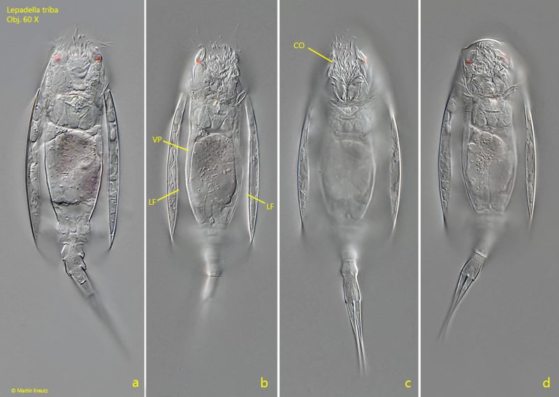 Lepadella triba – Real Micro Life