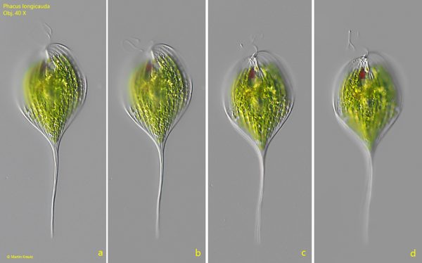 Phacus longicauda – Real Micro Life