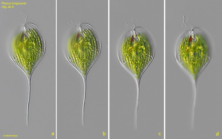 Phacus longicauda – Real Micro Life
