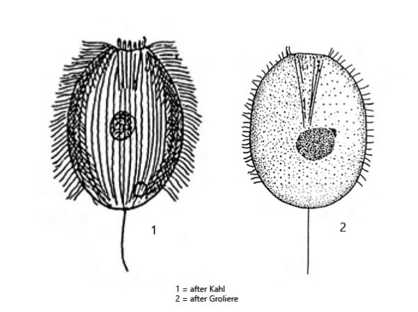 Urotricha ovata – Real Micro Life