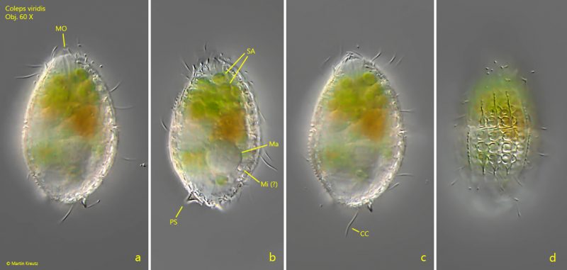 Coleps viridis – Real Micro Life