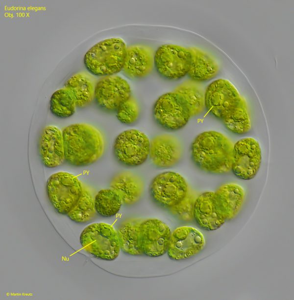 Eudorina elegans – Real Micro Life