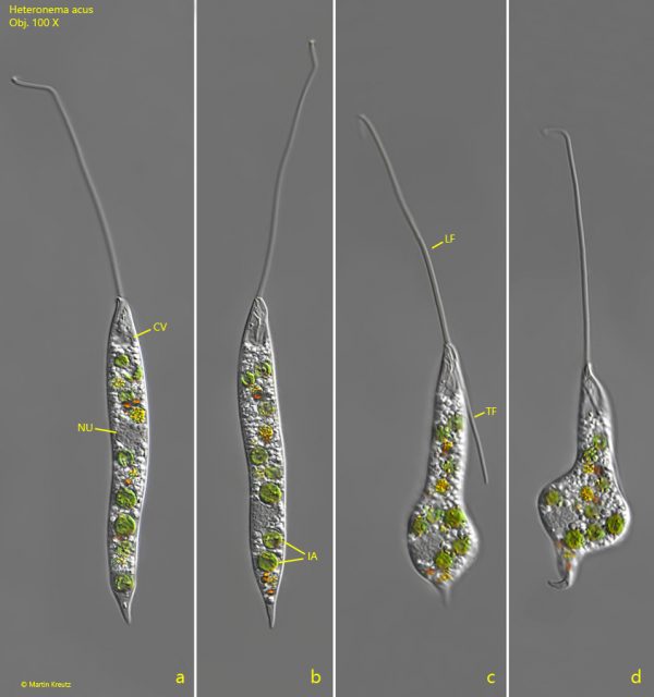Heteronema acus – Real Micro Life