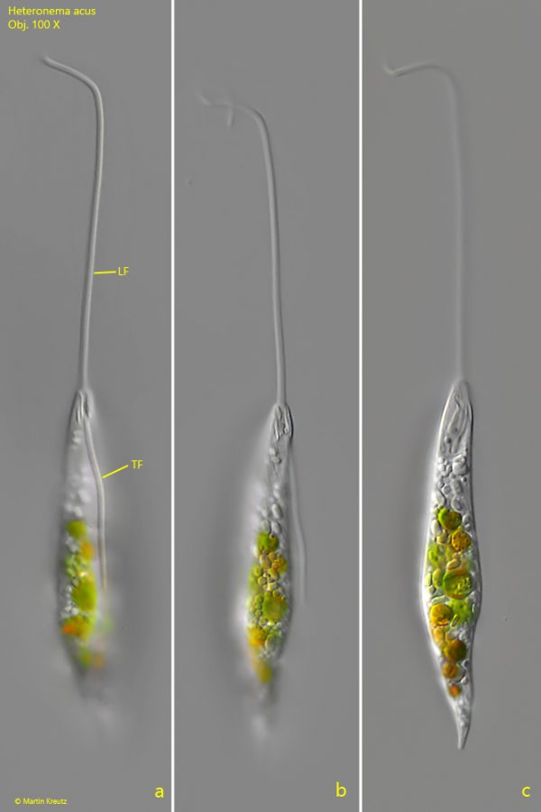Heteronema acus – Real Micro Life