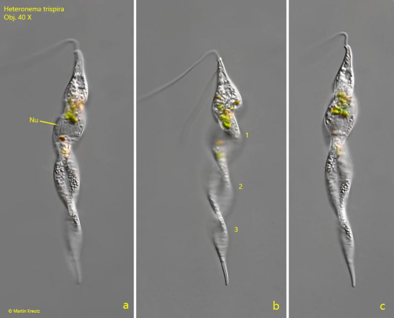 Heteronema trispira – Real Micro Life