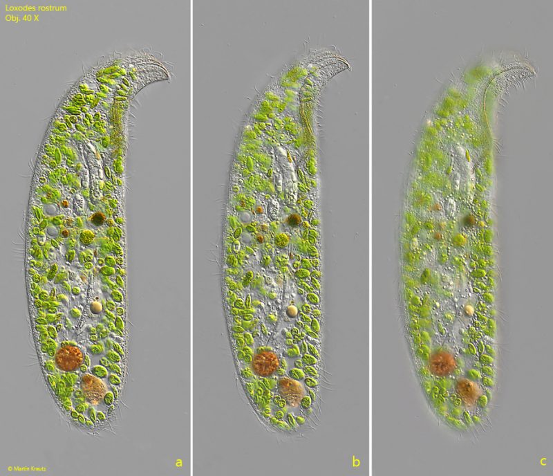 Loxodes rostrum – Real Micro Life
