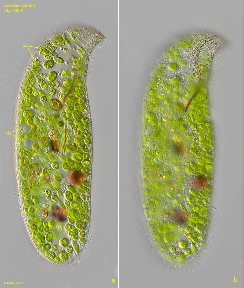 Loxodes rostrum – Real Micro Life