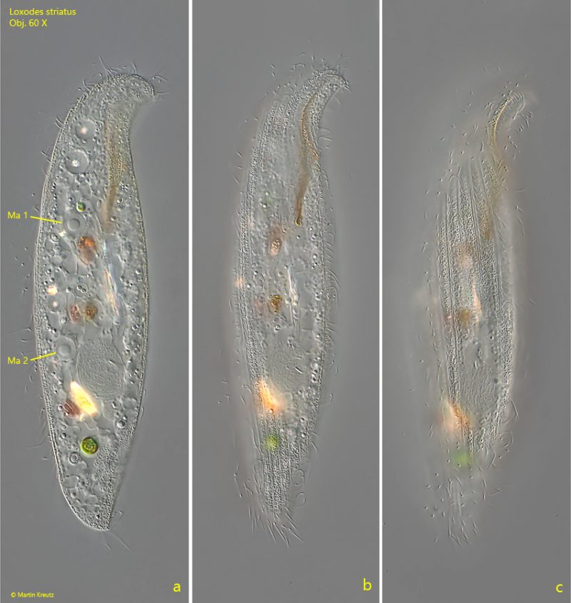 Loxodes striatus – Real Micro Life