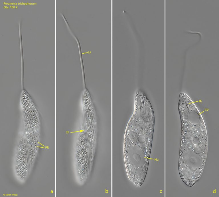 Peranema trichophorum – Real Micro Life