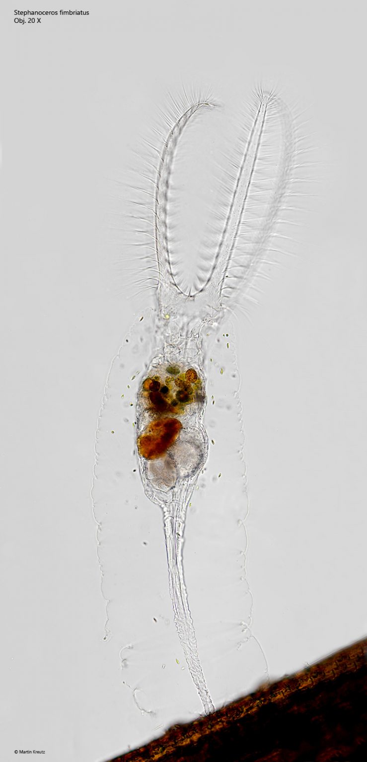 Stephanoceros fimbriatus – Real Micro Life
