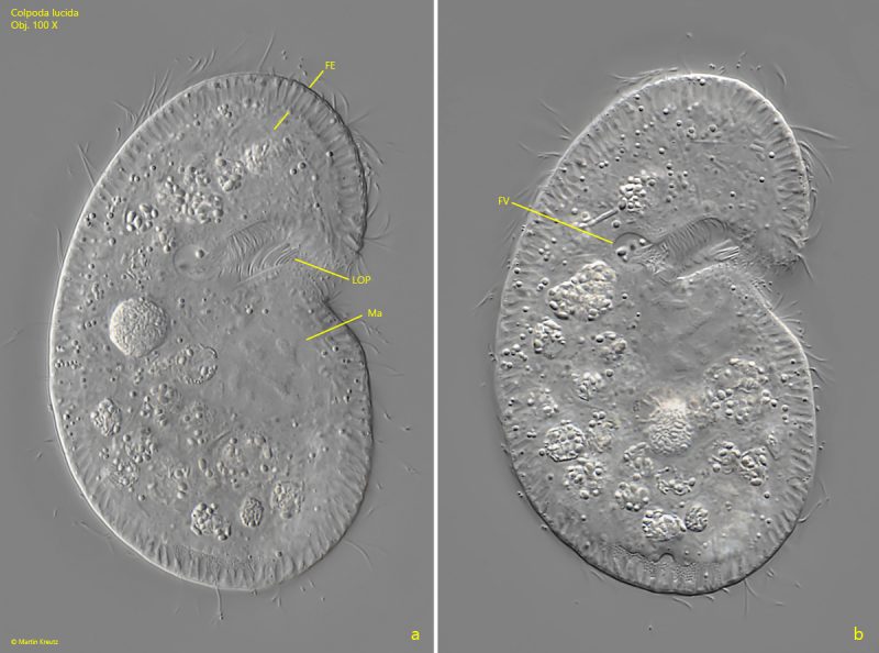 Colpoda lucida – Real Micro Life