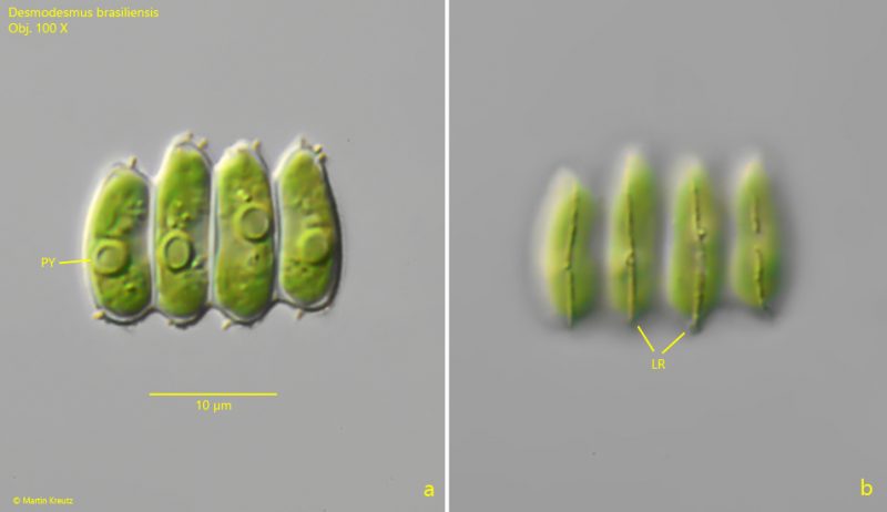 Desmodesmus brasiliensis – Real Micro Life