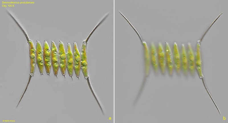 Desmodesmus protuberans – Real Micro Life