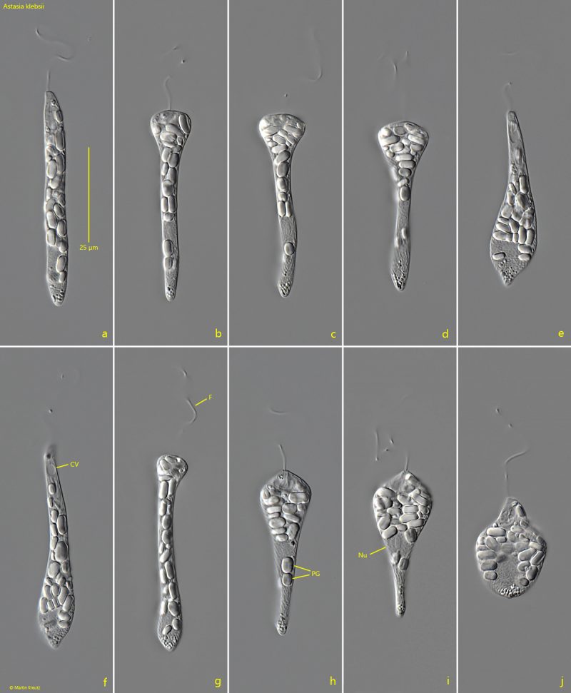 Astasia klebsii – Real Micro Life