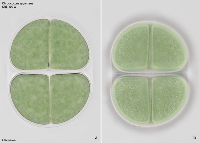 Chroococcus giganteus – Real Micro Life