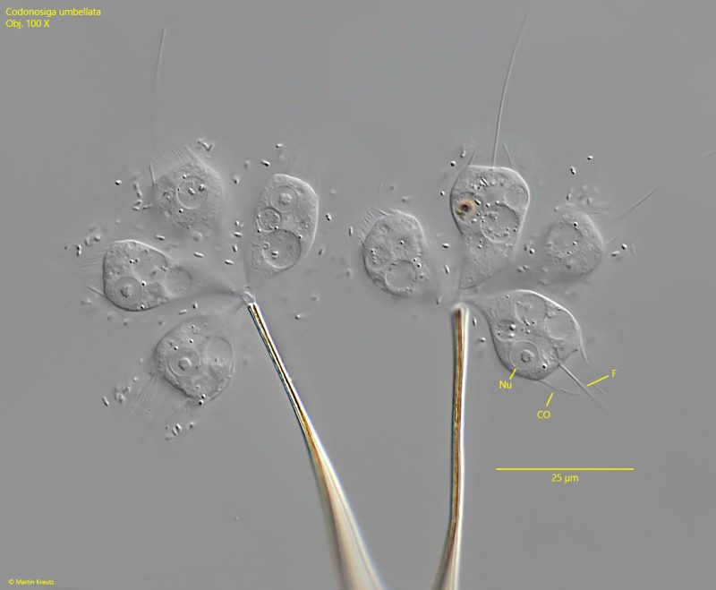 Codosiga umbellata – Real Micro Life