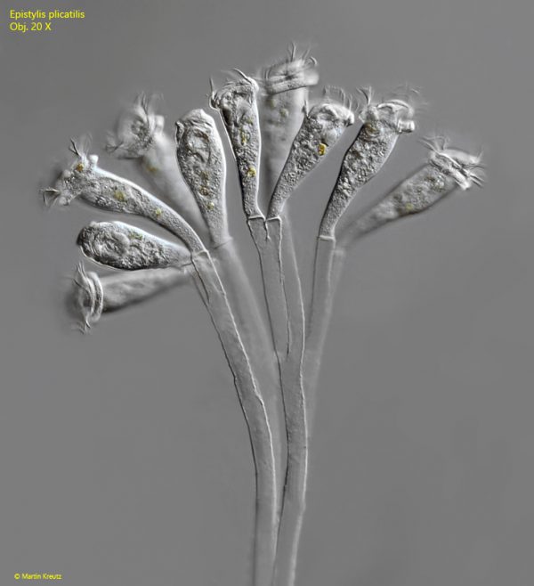 Epistylis plicatilis – Real Micro Life