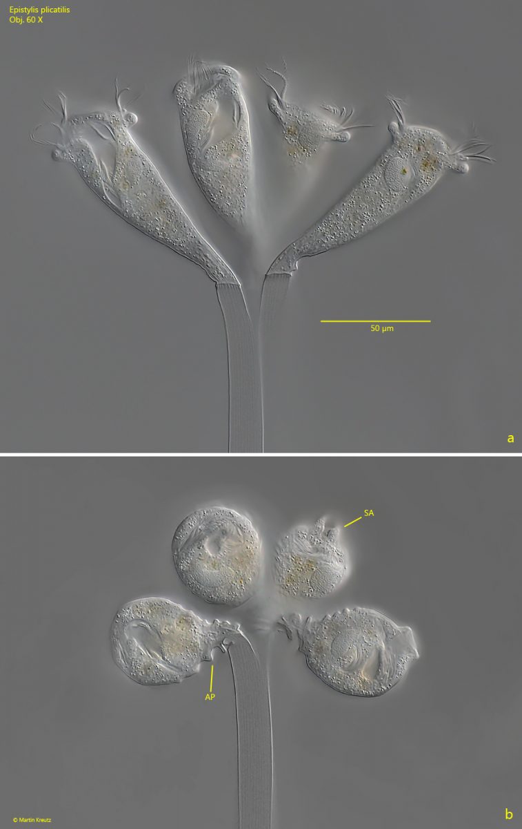 Epistylis plicatilis – Real Micro Life