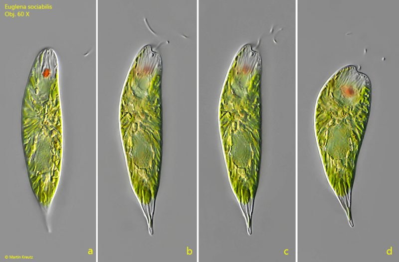 Euglena sociabilis – Real Micro Life