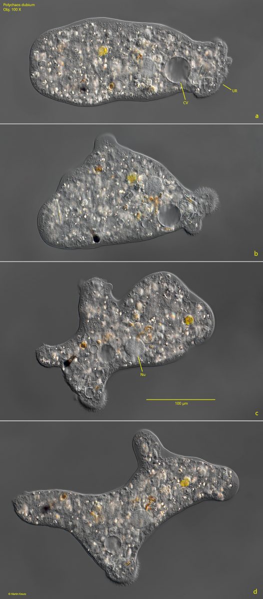 Polychaos dubium – Real Micro Life
