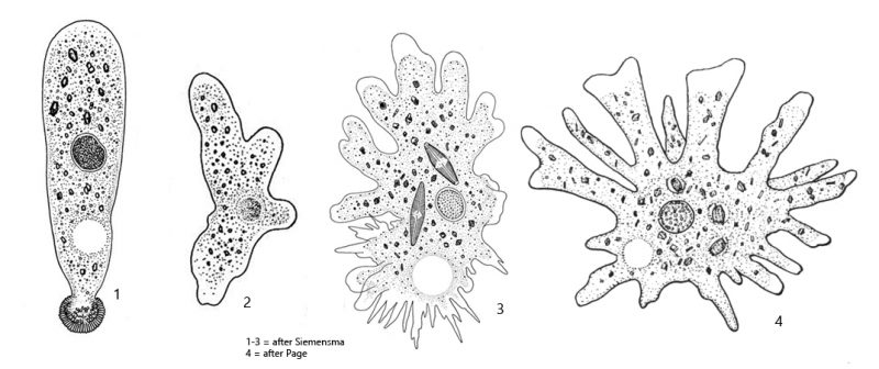 Polychaos dubium – Real Micro Life
