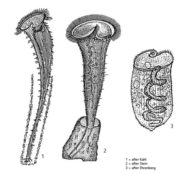 Stentor roeselii – Real Micro Life