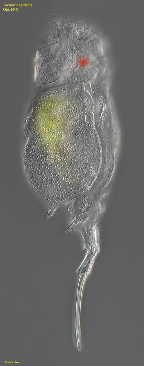 Trichotria tetractis – Real Micro Life