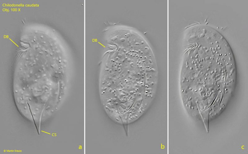 Chilodonella caudata – Real Micro Life