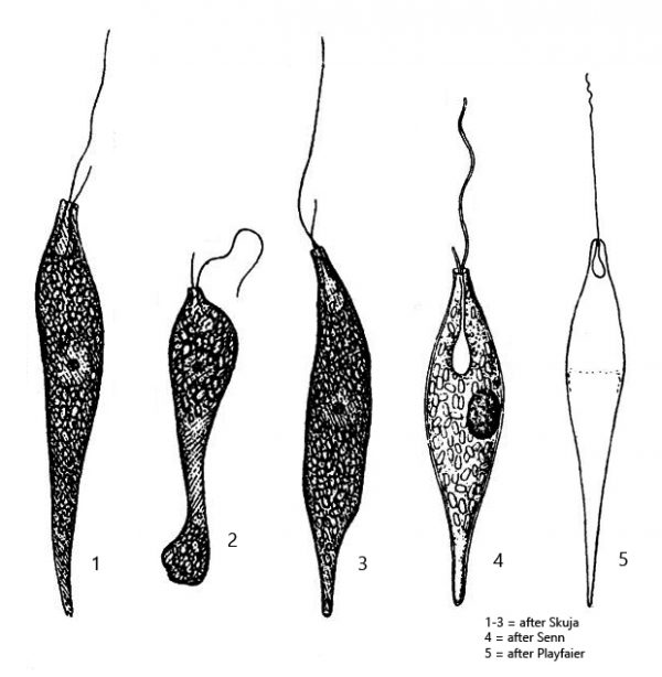 Distigma proteus – Real Micro Life