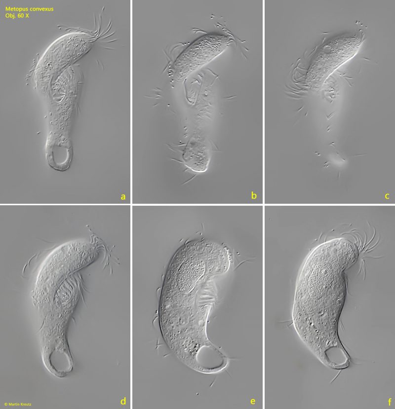 Metopus convexus – Real Micro Life