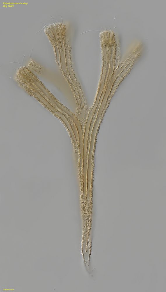 Rhipidodendron huxleyi – Real Micro Life