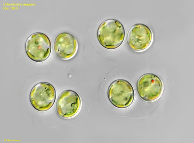 Chlorobotrys regularis – Real Micro Life
