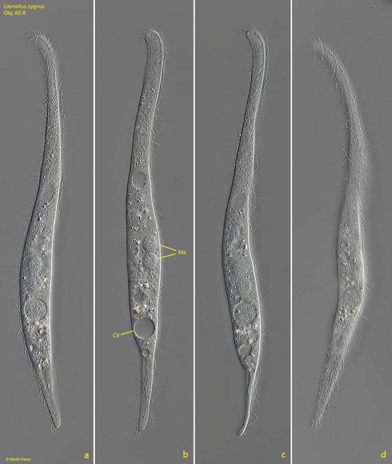 Litonotus cygnus – Real Micro Life
