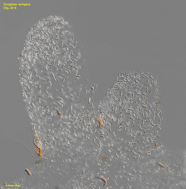 Zoogloea ramigera – Real Micro Life