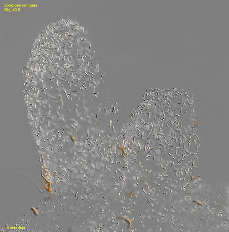 Zoogloea ramigera – Real Micro Life
