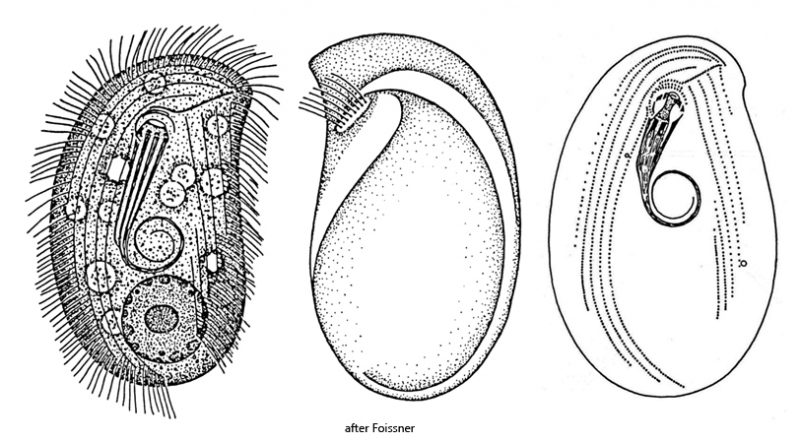 Chilodonella uncinata – Real Micro Life