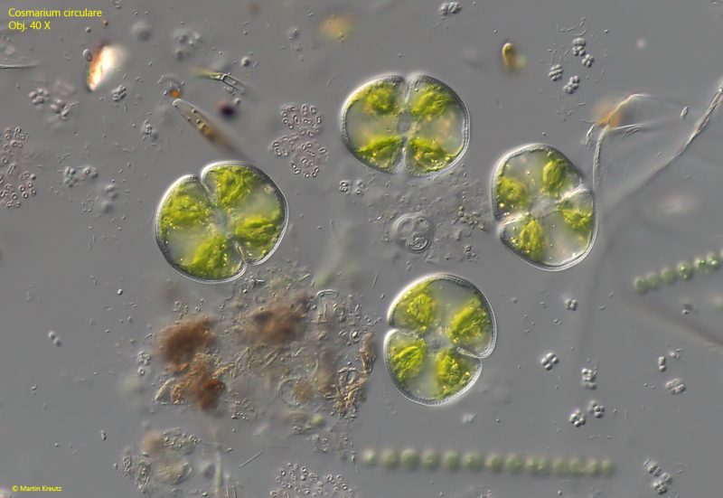 Cosmarium circulare – Real Micro Life