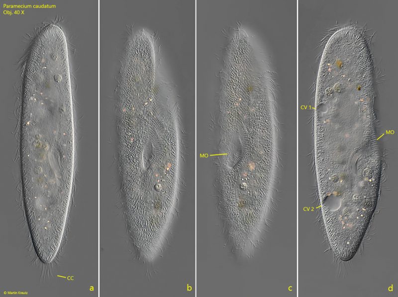 Paramecium caudatum – Real Micro Life