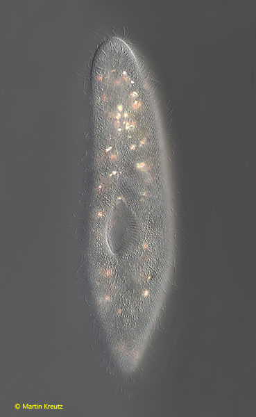 Gastropodidae – Real Micro Life