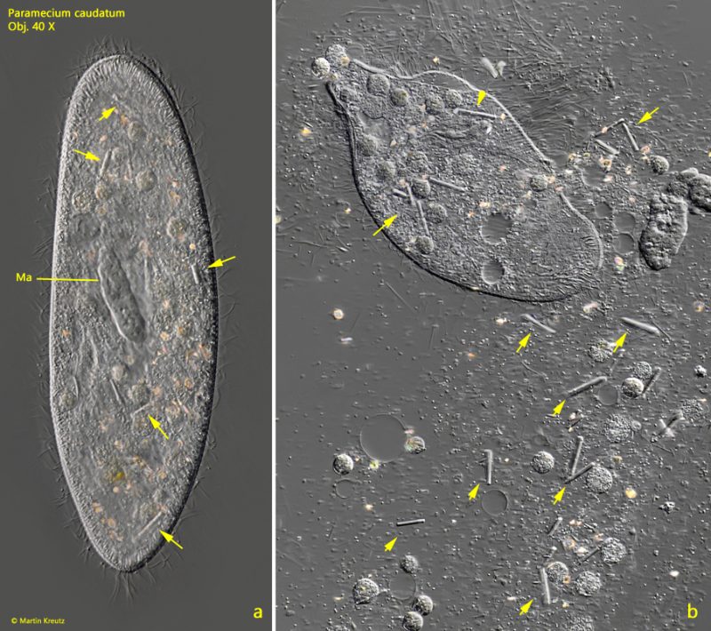 Paramecium caudatum – Real Micro Life