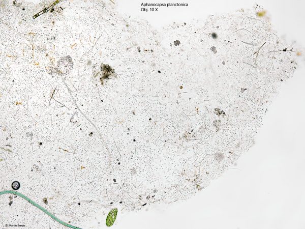 Aphanocapsa planctonica – Real Micro Life