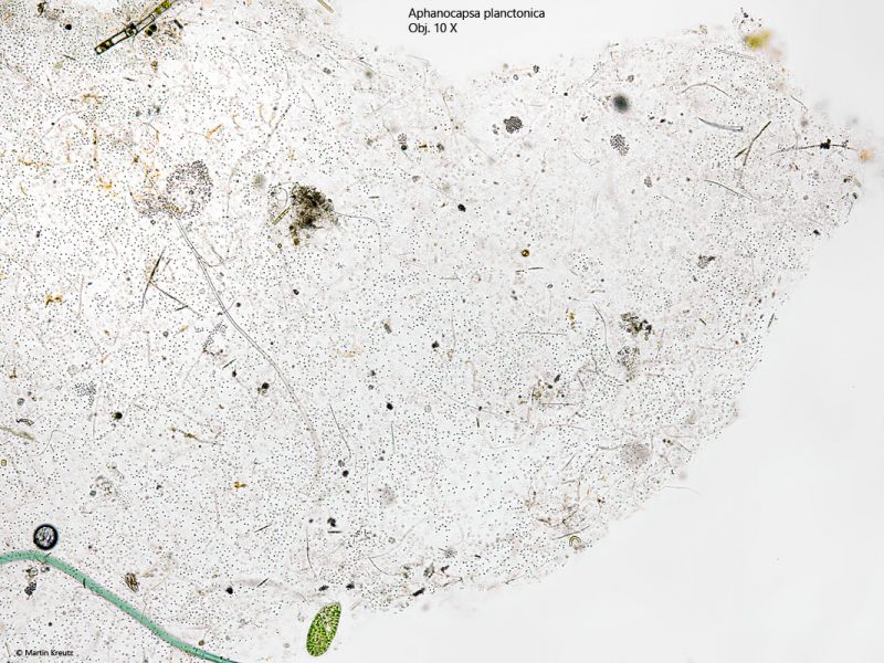 Aphanocapsa planctonica – Real Micro Life